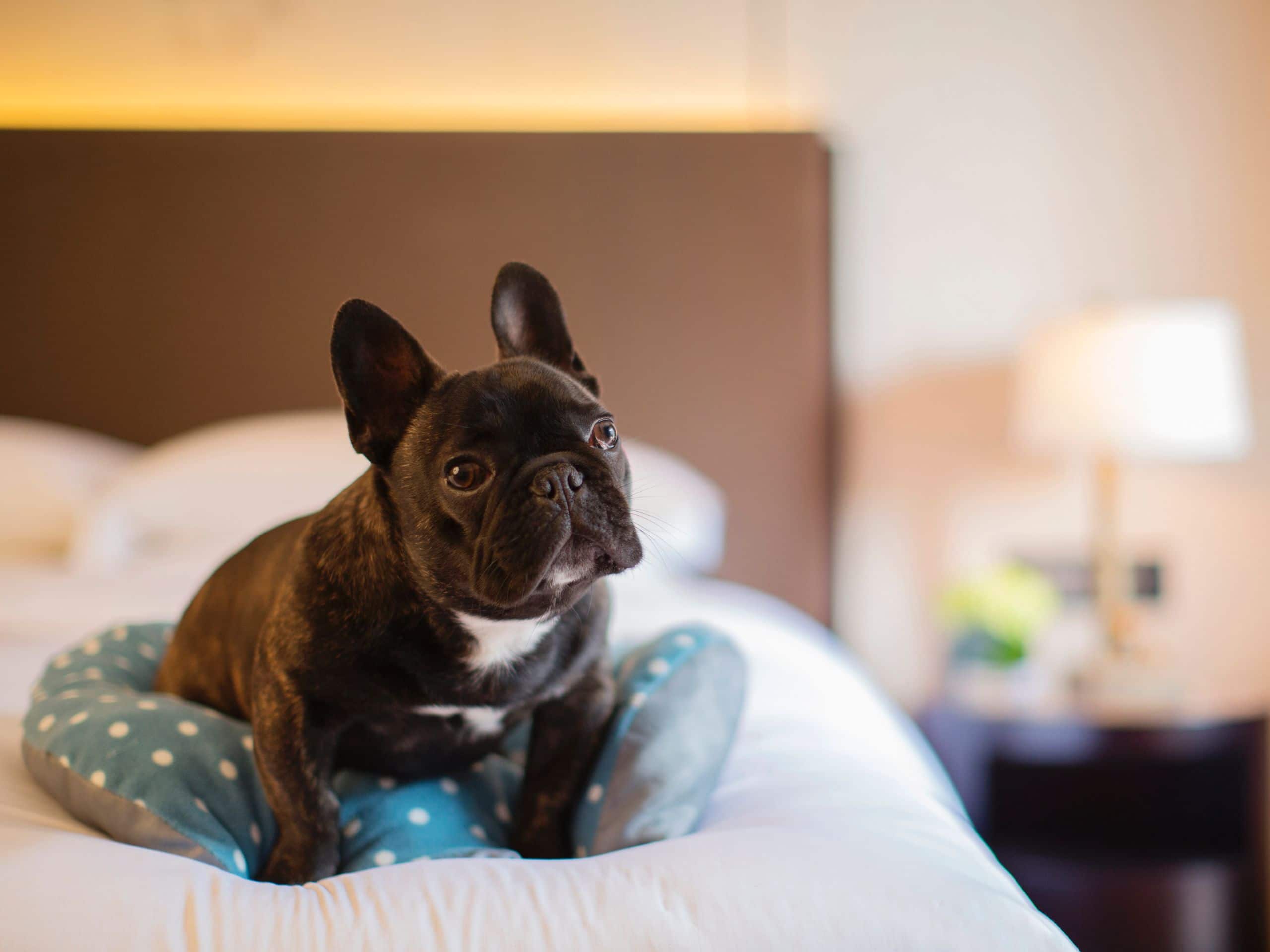 Chongming Hotel Accommodations | Rooms - Hyatt Regency