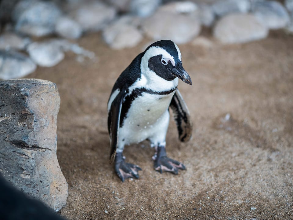 Oceanfront Maui Resort on Ka`anapali Beach | Hyatt Regency Maui Resort ...