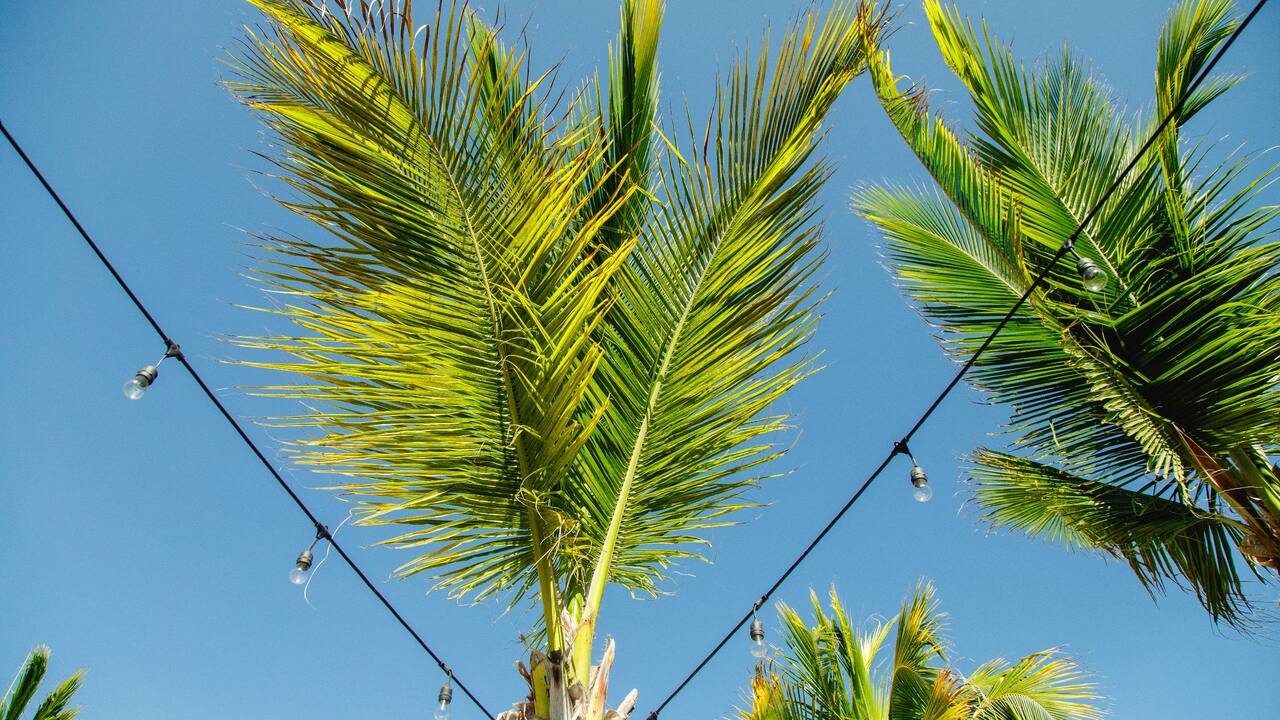 5-Star Bangkok Airport Hotel with Complimentary Transfer | Hyatt ...