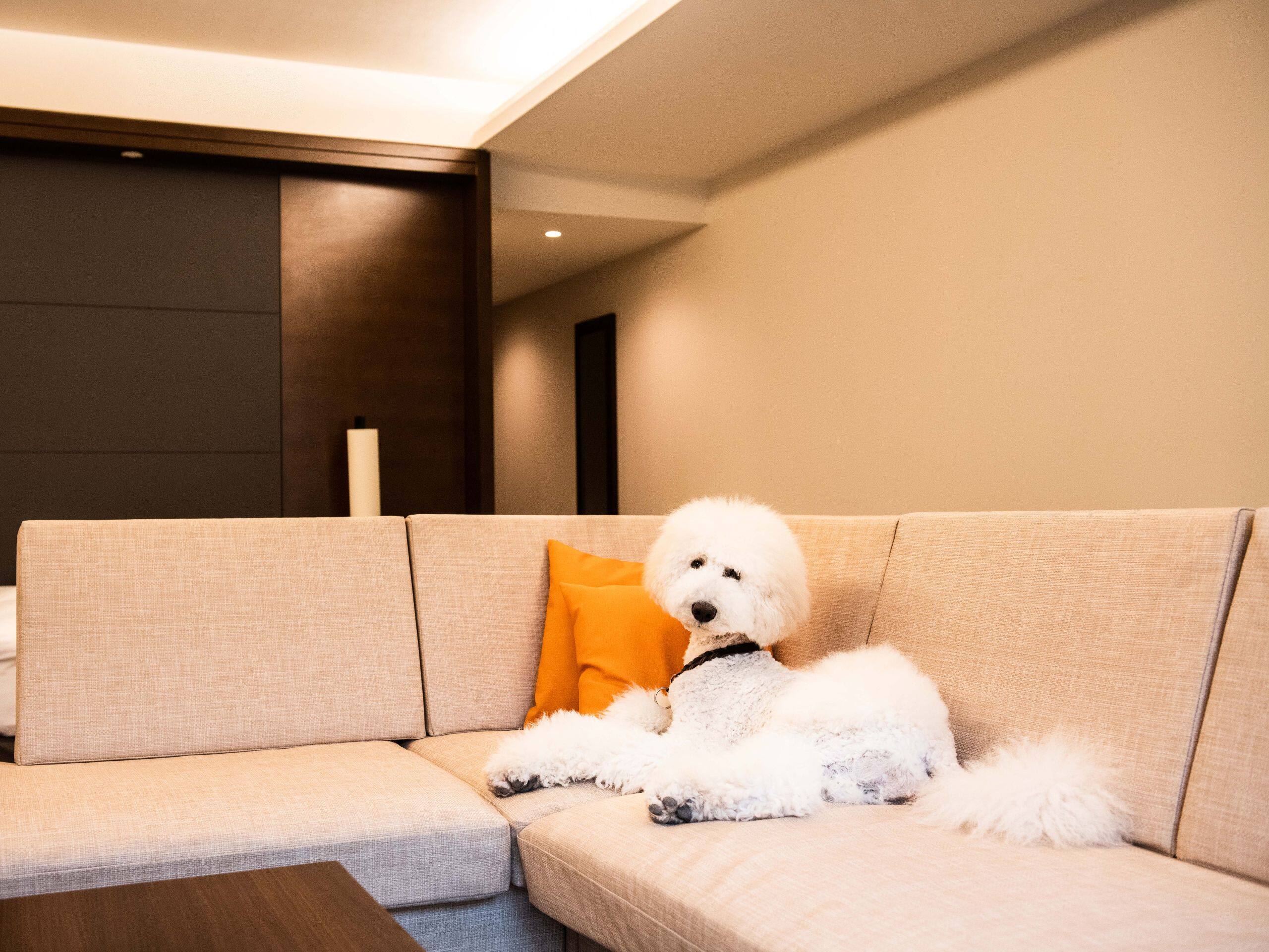 Luxury Hotel Rooms and Suites | Hyatt Regency Hakone Resort and Spa