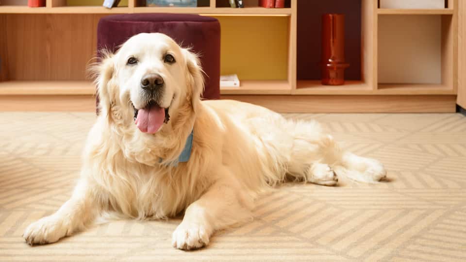 Photo Gallery | Hyatt House Paris Charles de Gaulle Airport