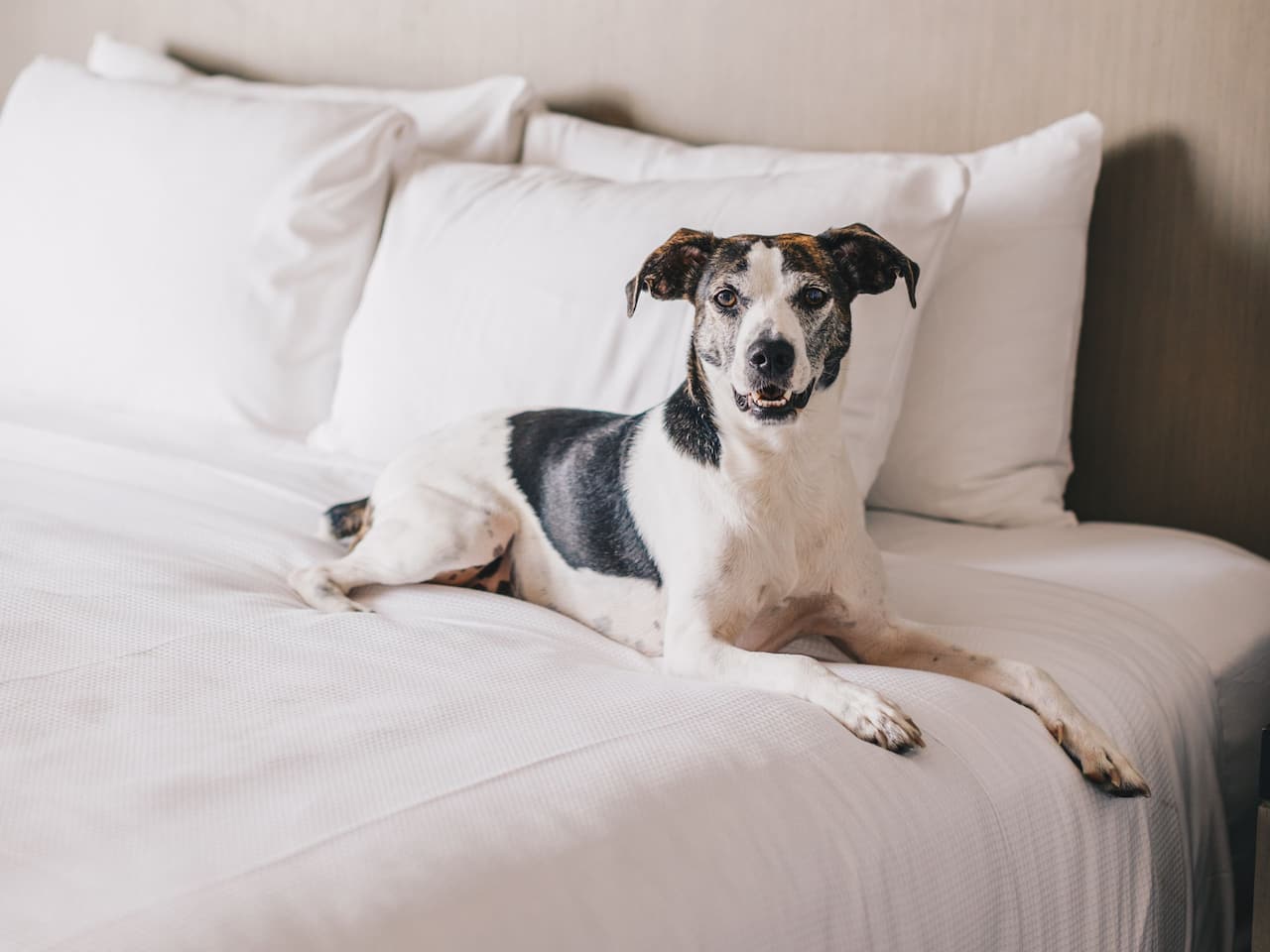 Extended Stay Hotel in Addison TX | Hyatt House Dallas / Addison