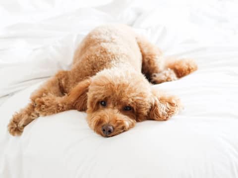 Longer Stays, Simply Reimagined | Hyatt Studios Hotels