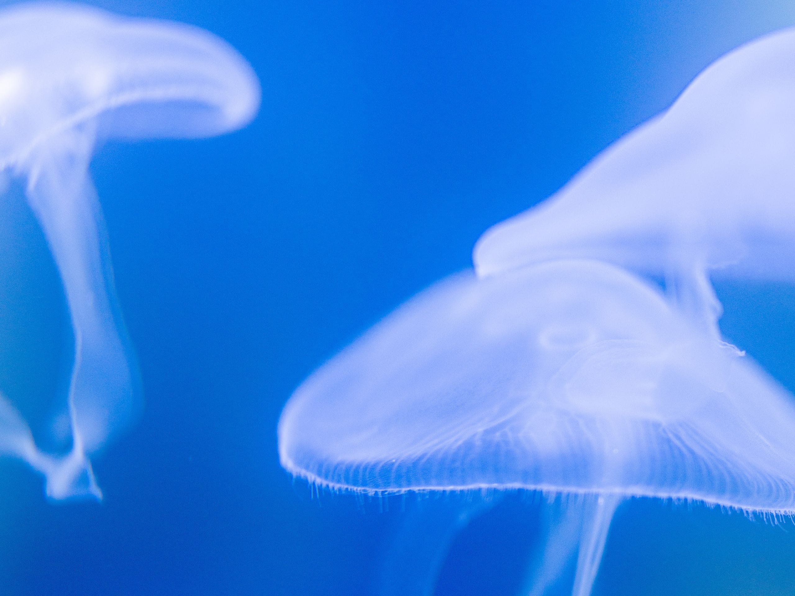 Marine Biological Center | Hyatt Regency Phuket