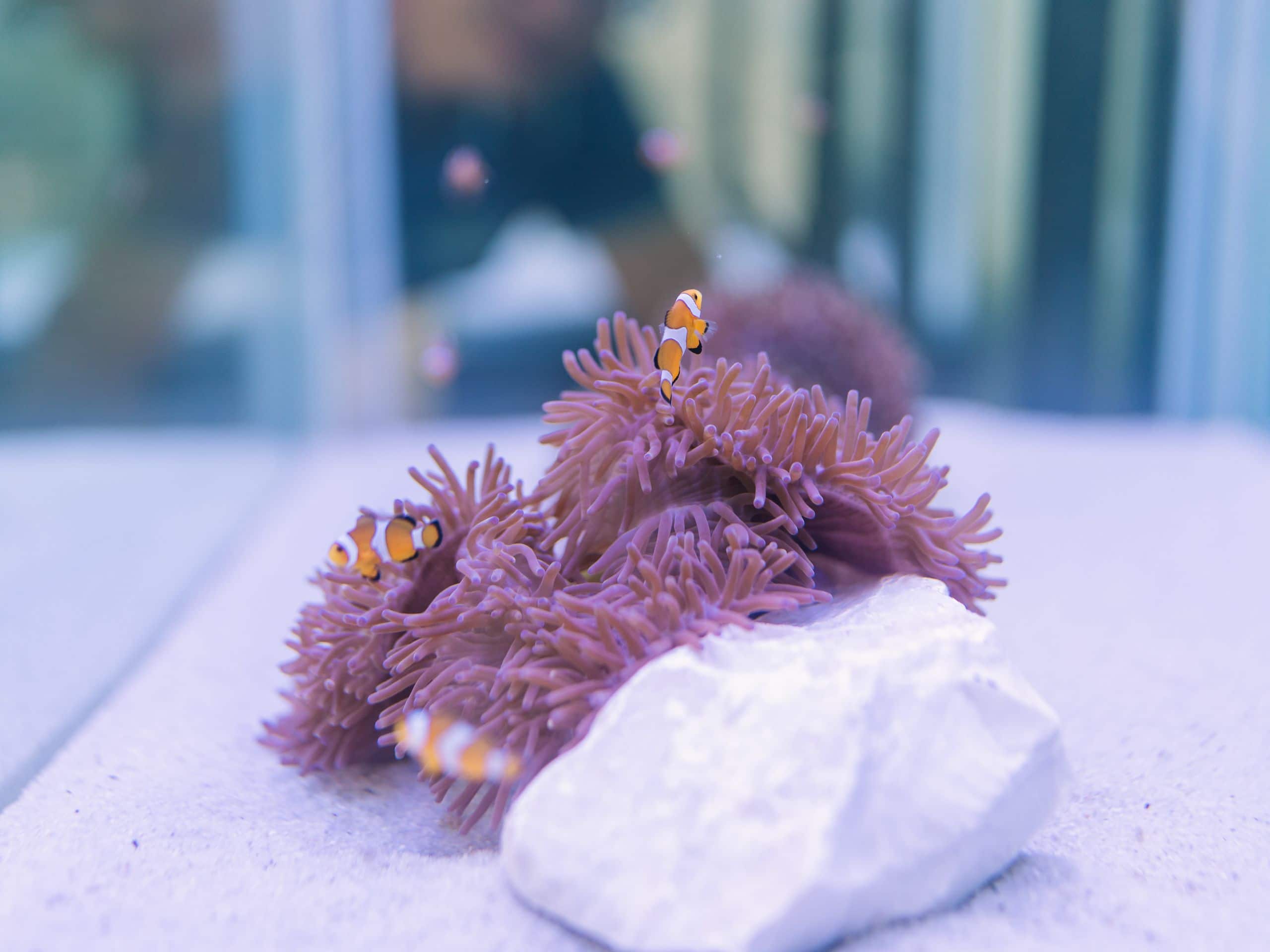 Marine Biological Center | Hyatt Regency Phuket