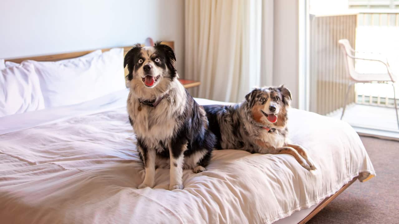 Hotel Daphne | Boutique Hotel Houston | Bunkhouse Hotels | Hyatt